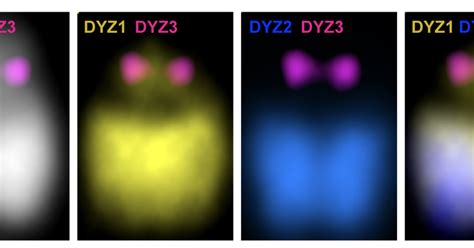 Stowers Researchers… Stowers Institute For Medical Research