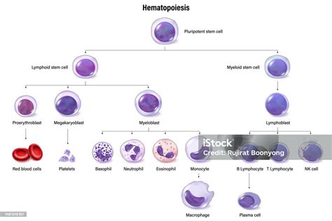 조혈 모든 혈액 세포와 혈장은 조혈 줄기 세포에서 발생합니다 적혈구 백혈구 및 혈소판 교육 채팅 혈액 세포 유형 과학 사용 포스터 큰포식세포에 대한 스톡 벡터 아트 및 기타