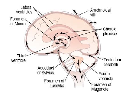 Csf Analysis Csf Formation Cerebrospinal Fluid Csf Is