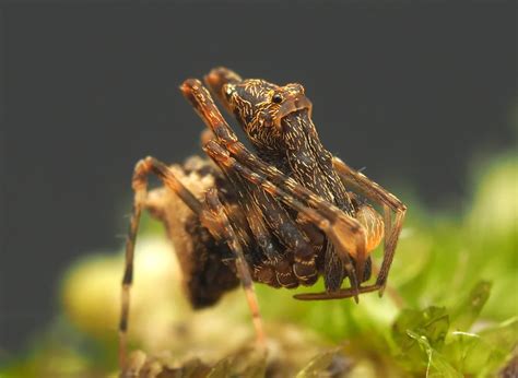 Scariest Spiders On The Planet 9 Creepy Arachnids That May Send