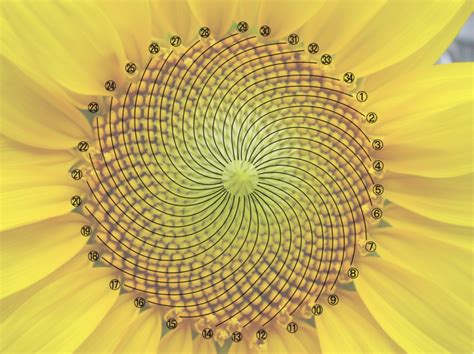 Fibonacci Sequence In Nature 10 Amazing Examples Math Blog Edutools