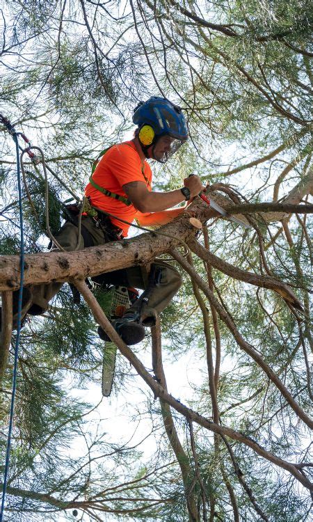 Tree Pruning Tree Trimming ArborPro Tree Experts West Linn Lake Oswego Portland OR