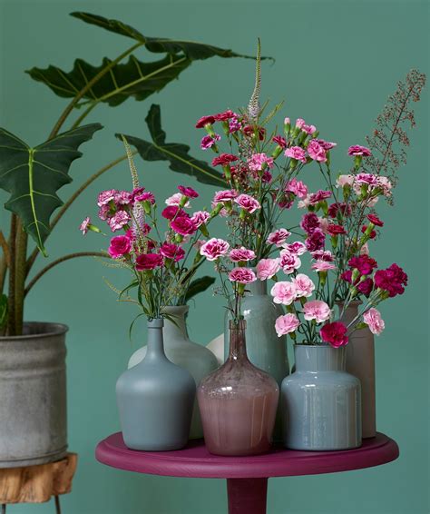 Home Dianthus Flowers