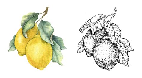 레몬 가지 잎 및 과일 세트입니다 수채화와 잉크 스케치 손으로 그린 고립 된 그림입니다 반 열대 감귤류 메뉴 포장 화장품 직물 카드를 위한 디자인 레몬에 대한 스톡 벡터