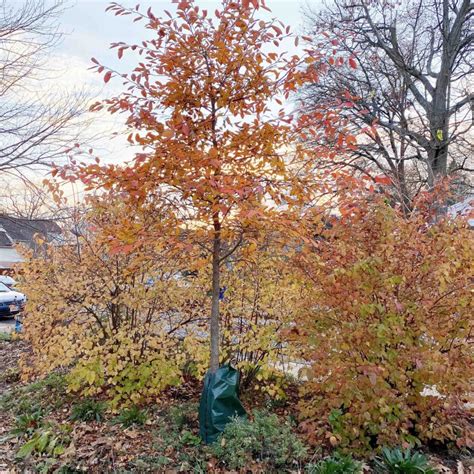 Tree Nyssa Sylvatica Black Gum Sour Gum Black Tupelo