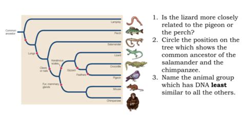 Evolution And Natural Selection Flashcards Quizlet Evolution And Natural Selection Flashcards Quizlet