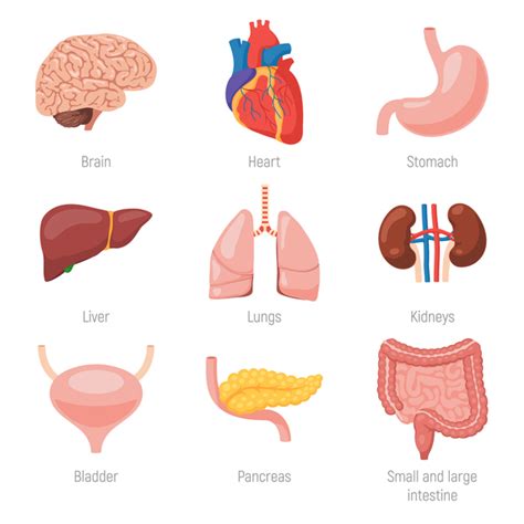 What Are The Visceral Organs Visceral Organs Advanced Anatomy 2nd