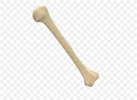 Bone Image Fbx 3d Modeling Png 600x600px 3d Computer Graphics 3d