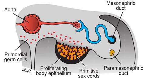19 Transverse Section Through The Lumbar Region Of A 6 Week