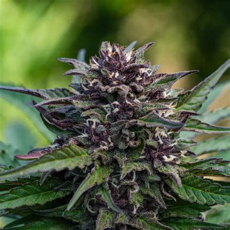 Raspberry Parfait Quick F Buy Cannabis Seeds Online North Atlantic Seed Co