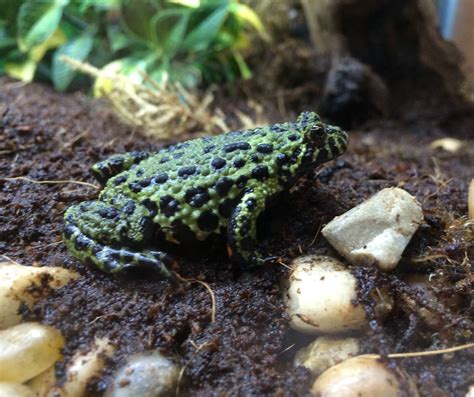 Fire Bellied Toad — Weasyl