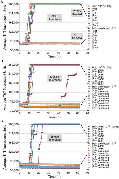 Tissue Tolerance Of Rt Quic Assay Rt Quic Reactions With Recombinant