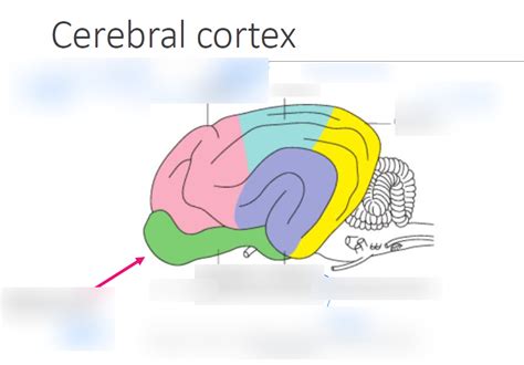 Diagram Of Cerebral Cortex Lobes Quizlet