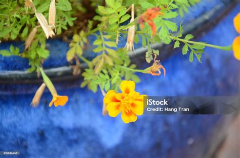 스위스 마티니의 길가에 있는 파란 화분에서 피는 아름다운 노란 꽃 0명에 대한 스톡 사진 및 기타 이미지 0명 거리 경외감 Istock