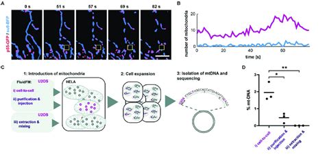 Mitochondria Transplantation And Transfer Of Mitochondrial Genomes A