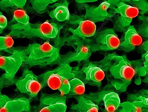 Nanostructures On Metal Sem Stock Image F0419037 Science Photo