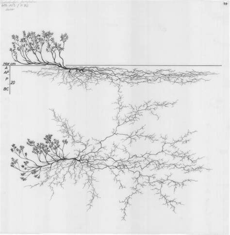A Library Of Plants Root System Maps For Planting Design In 2024 Native Plant Landscape