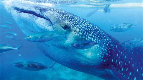 The Secrets Of Ai In Fashion As Told By Designer Jayesh Sachdev