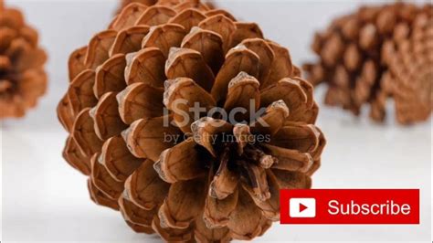 Fibonacci Sequence Youtube