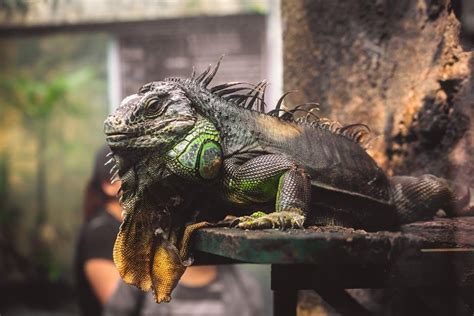 Whittling Patterns Pdf Download Free Whittling Guides And Designs