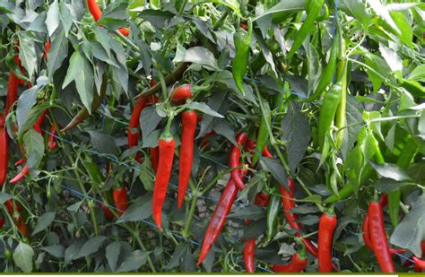 Sahem F1 Variety Ardei Syngenta