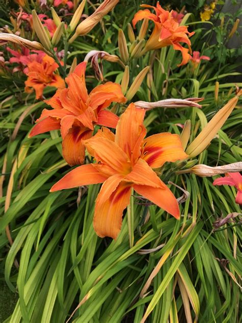Hemerocallis Fulva Flore Pleno Picturethis