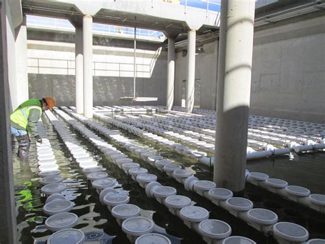 12 Fine Bubble Disc Diffusers Ssi Aeration 12 Fine Bubble Disc Diffusers Ssi Aeration