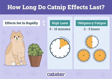 Why Do Cats Love Catnip 10 Vet Reviewed Reasons Behind The Behavior Catster