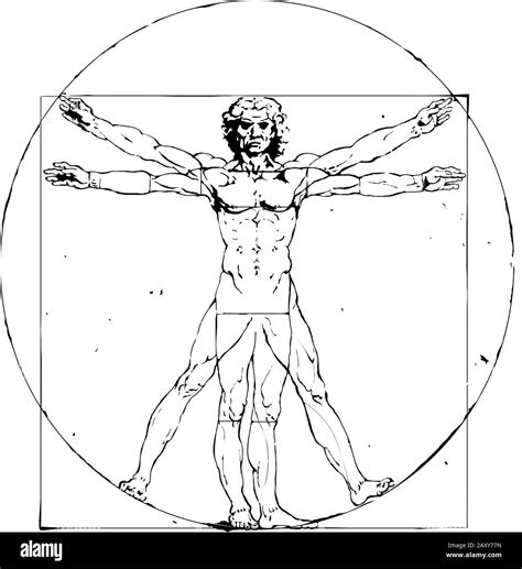 Vitruvian Man Leonardo Da Vinci Stock Vector Image And Art Alamy