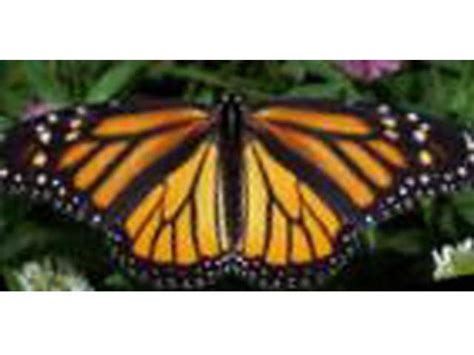 Low Rank Textures Automatically Rectified By Our Method From Left To Download Scientific