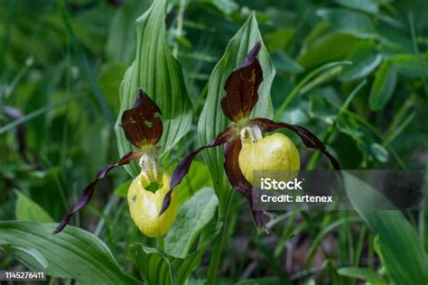 레이디스 슬리퍼 난초 꽃 자연 환경에서 꽃이 피는 붉은 꽃잎과 노란색 여성 슬리퍼 꽃 개화 이은 0명에 대한 스톡 사진 및 기타 이미지 Istock