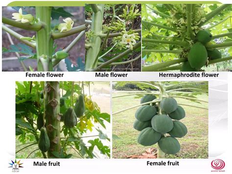Sex Determination In Papaya Ppt