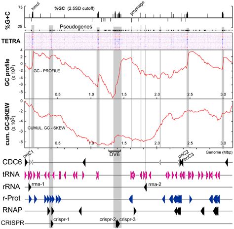 Features Of The Strain C23 T Chromosome The Constant Horizontal Axis