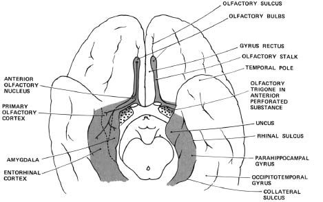 Primary Olfactory Cortex