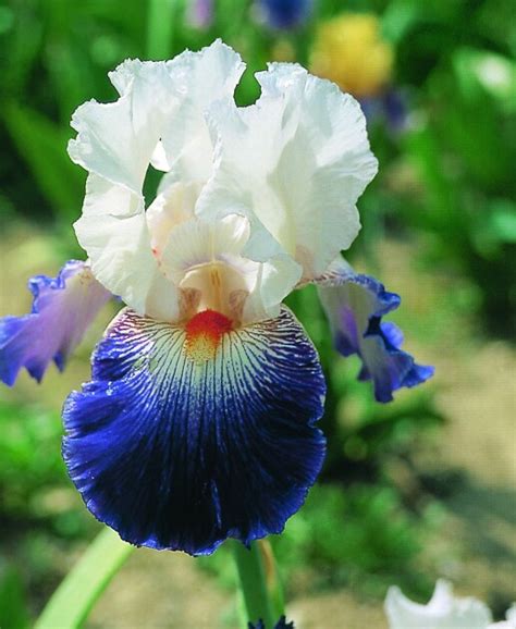 Fiche De Culture Et D Entretien De L Iris