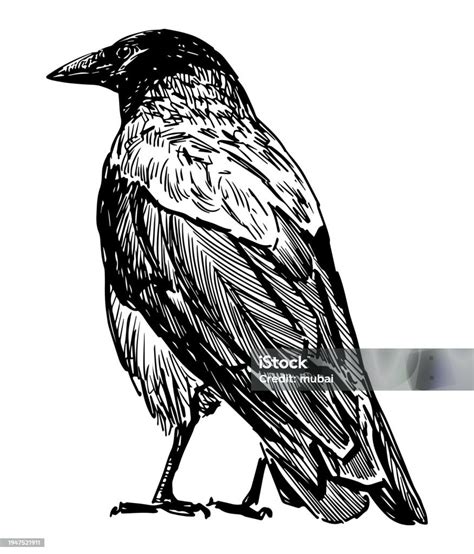 하나의 큰 도시 까마귀가 서서보고있는 손 그림 벡터 일러스트 레이 션은 흰색에 고립되어 있습니다 갈고리 발톱에 대한 스톡 벡터 아트 및 기타 이미지 Istock