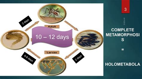 Entomology Mosquito Pptx Mosquitos Of Medical Importance Prevention And Control Measures Ppt
