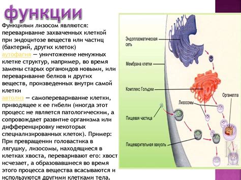 Аппарат Гольджи комплекс Гольджи презентация онлайн