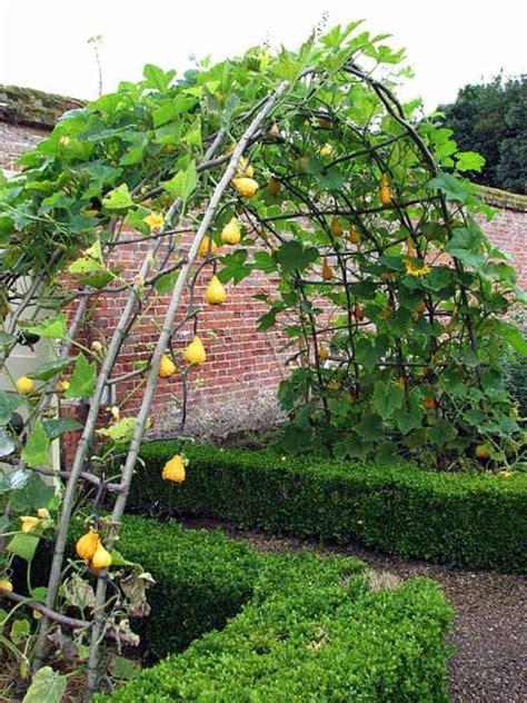10 Diy Watermelon Trellis Ideas Grow Watermelons Vertically