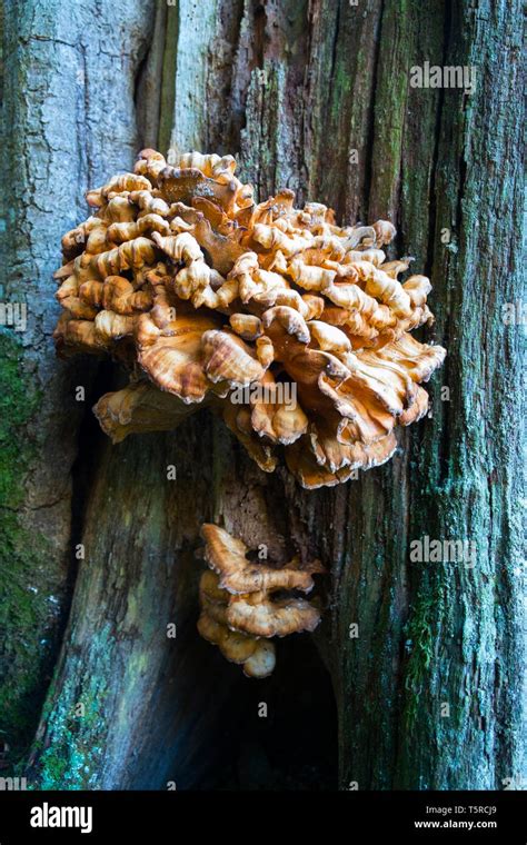 Tree Fungus Stock Photo Alamy