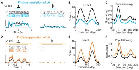 Layer Vi Contributes To Gain Control In Mouse Visual Cortex A