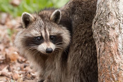 Обои На Рабочий Стол Енот 70 фото