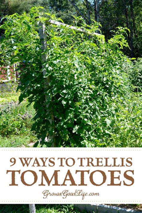 9 Creative DIY Tomato Trellis Ideas