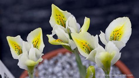 Iris Reticulata Eye Catcher Oceanside Garden