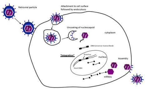 Lecture 37 Viral Oncogenesis Flashcards Quizlet