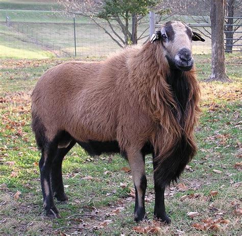 Barbados Blackbelly Sheep Breed Information History And Facts