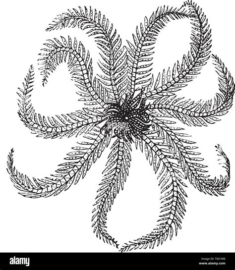 Class Crinoidea Stock Vector Images Alamy