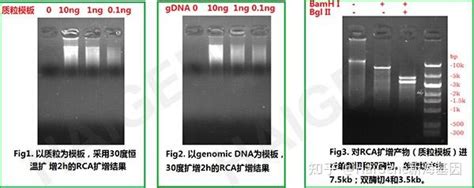 无需引物的滚环扩增技术——trueprime Rca 知乎