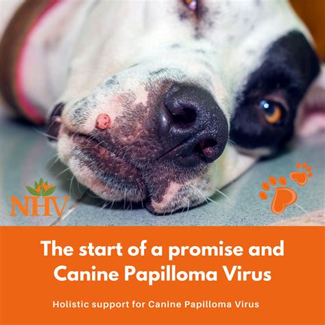 What Causes Papilloma In Dogs