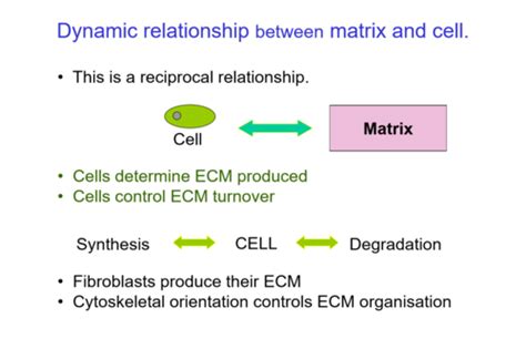 55and56 Cytoskeleton And Ecm Flashcards Quizlet